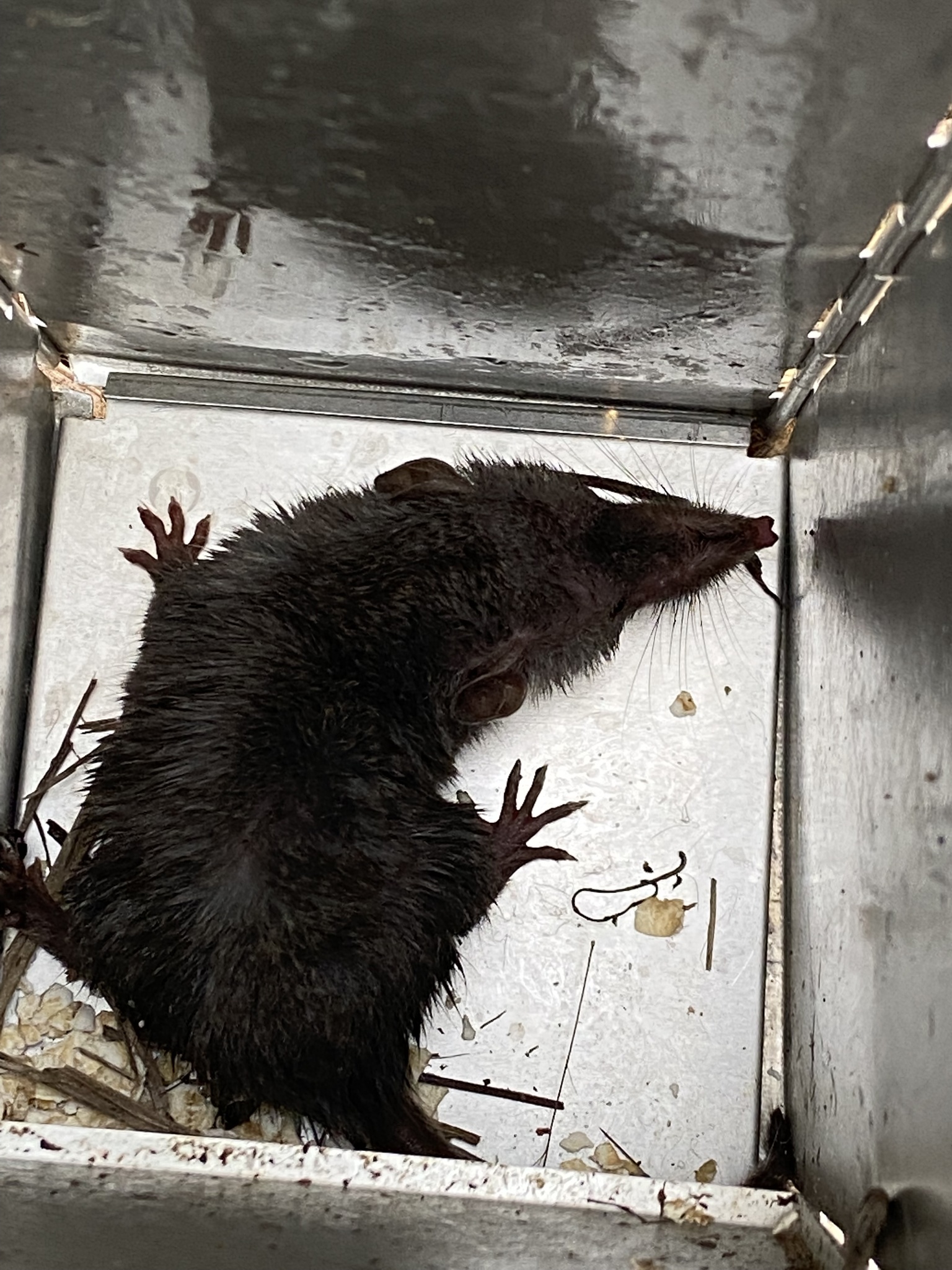 Suncus murinus (Linnaeus, 1766)