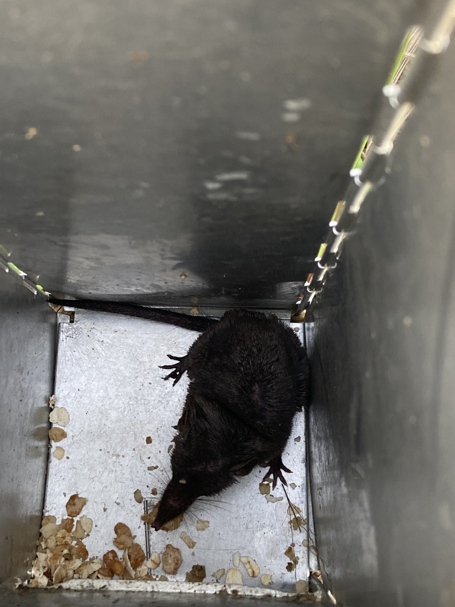 Suncus murinus (Linnaeus, 1766)