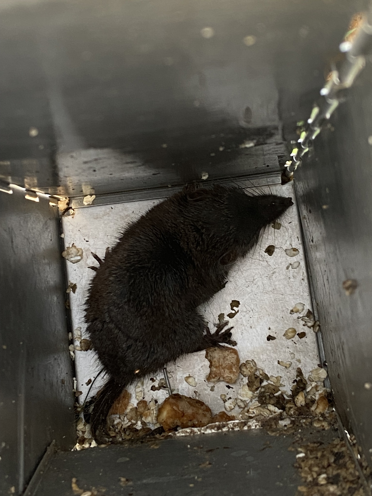 Suncus murinus (Linnaeus, 1766)