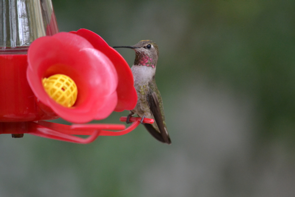 Anna's Hummingbird from Perris, CA, USA on March 03, 2022 at 06:10 PM ...