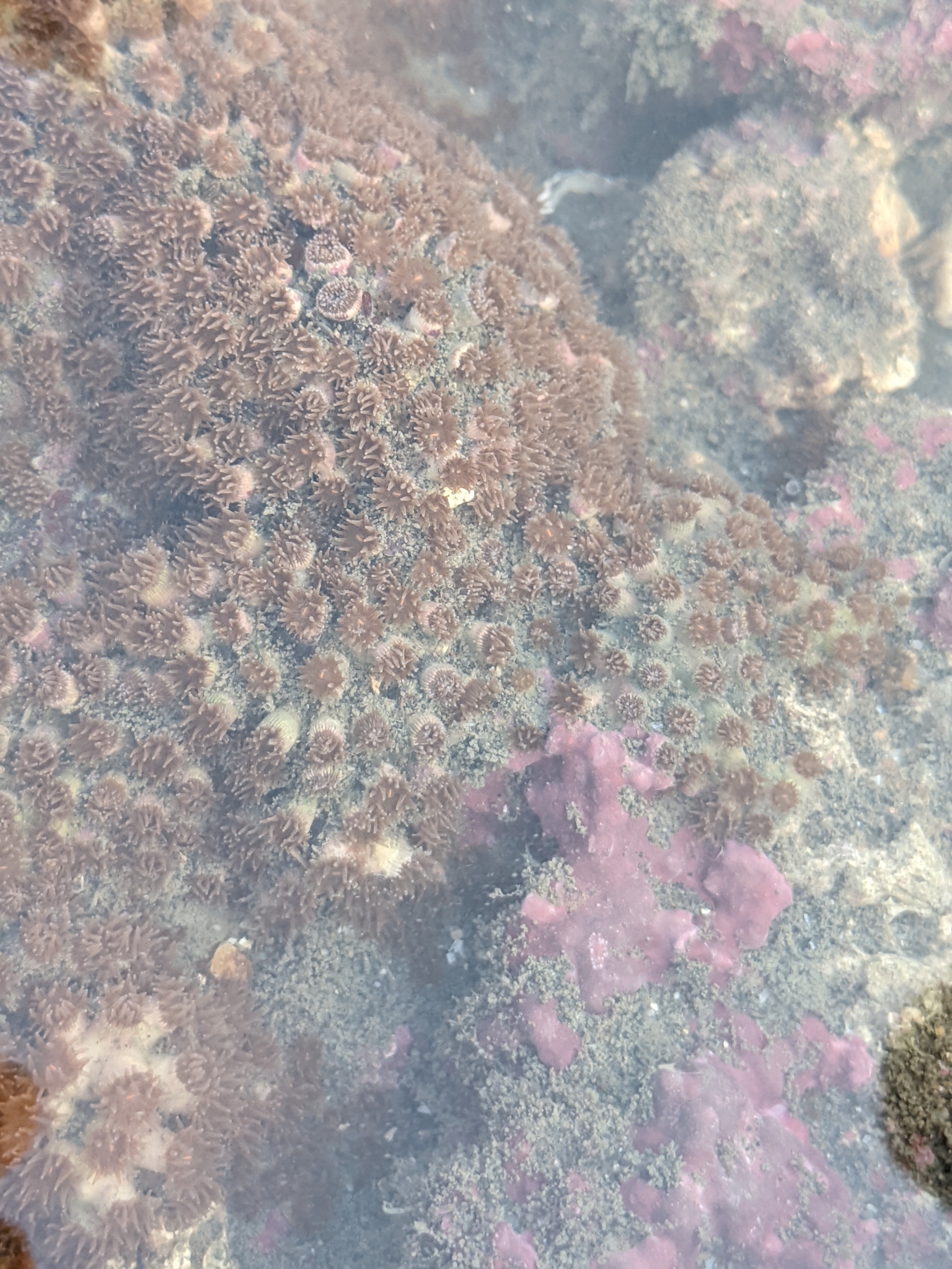 Polycyathus Duncan, 1876