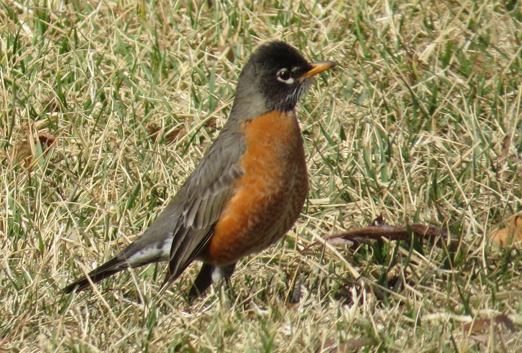 American Robin from St. Louis, MO, USA on March 4, 2022 at 03:06 PM by ...