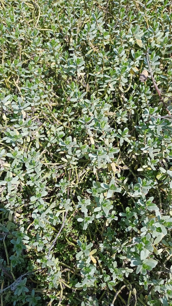 roundleaf toothcup from 台灣南投縣 on March 2, 2022 at 11:24 AM by ...