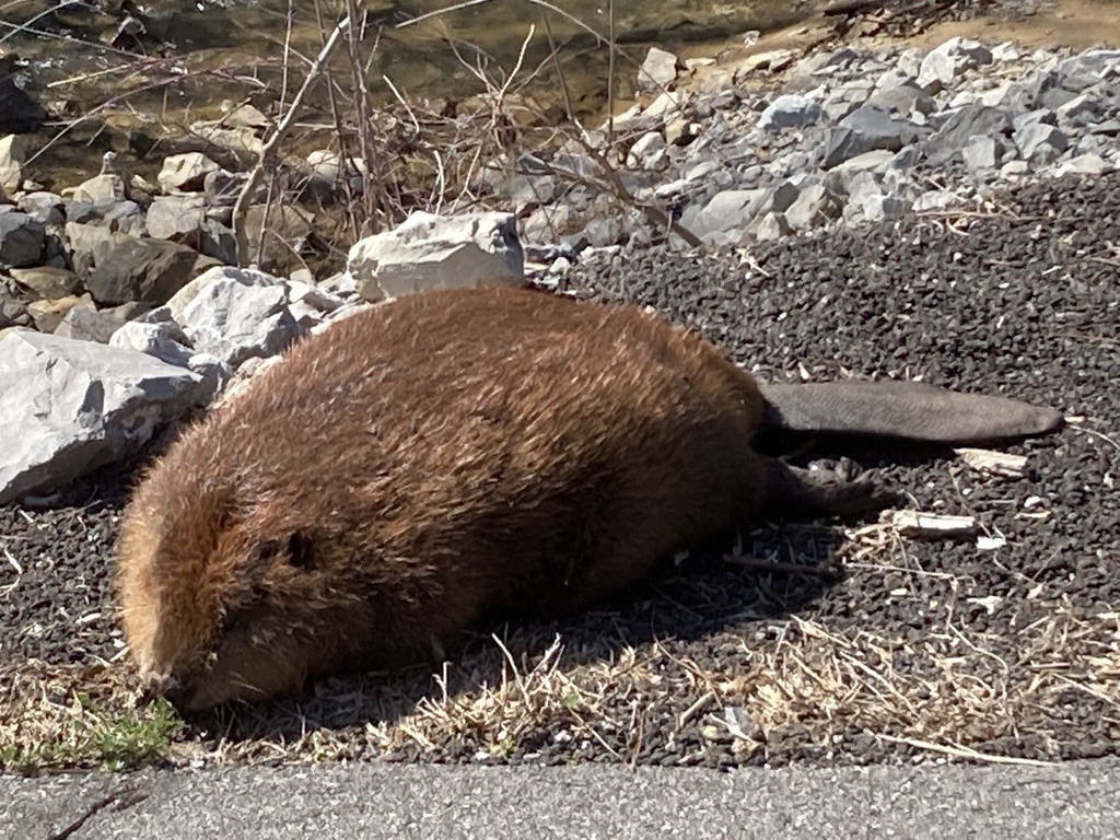 American Beaver from Laceys Spring, Laceys Spring, AL, US on March 4 ...