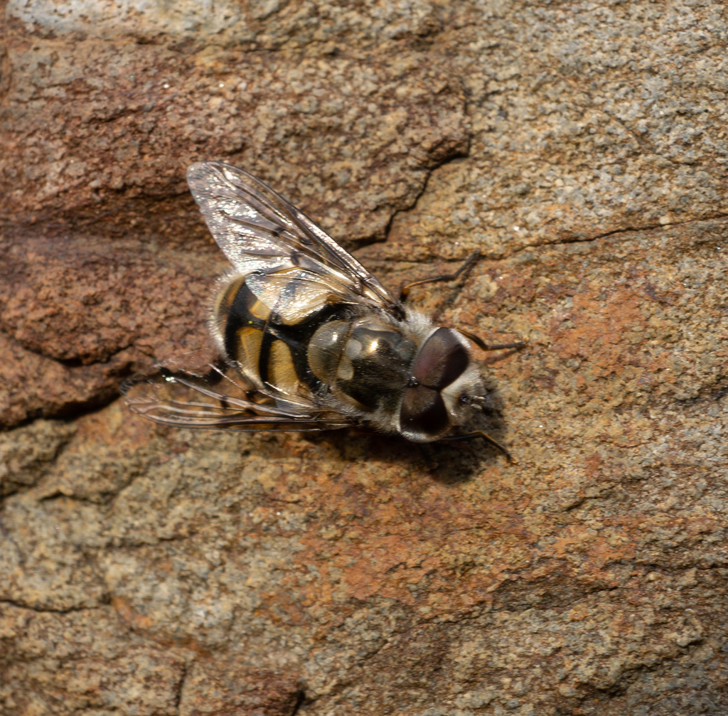 Yellow-spotted Bromeliad Fly from Los Angeles, California, United ...