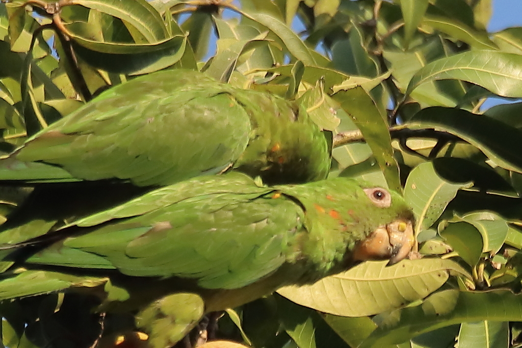 Pacific Parakeet from Los Planes de Renderos, El Salvador on March 04 ...
