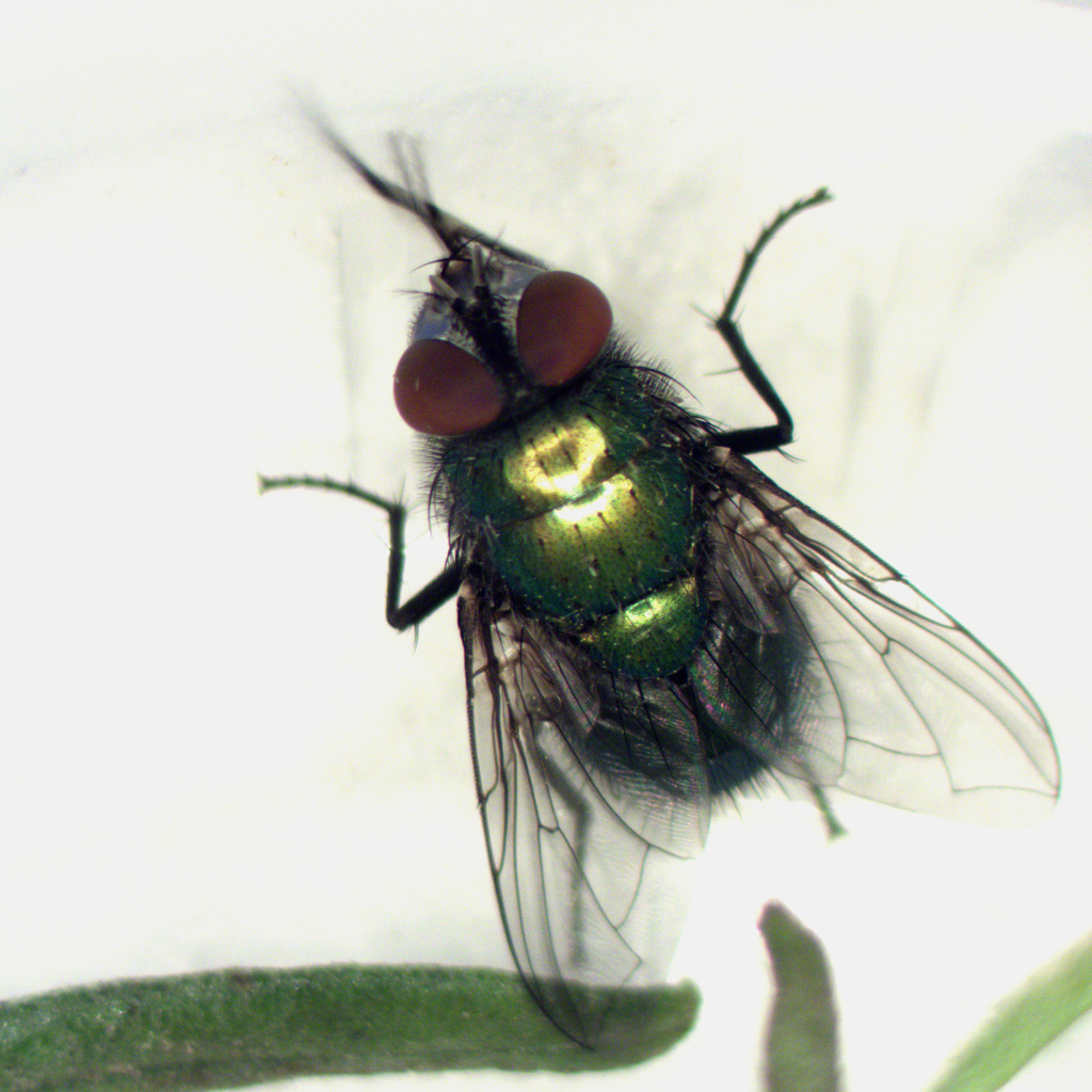 Lucilia from Gordon VIC 3345, Australia on March 03, 2022 at 05:13 PM ...