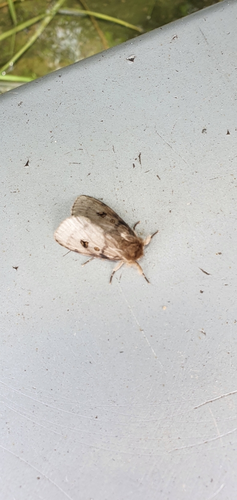 White Cedar Moth from Rspca Rookwood Rd, Chullora NSW 2190, Australia ...