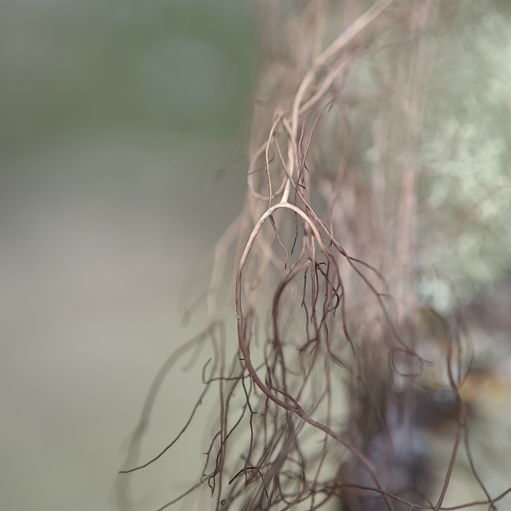 Groovy Beard Lichen in March 2022 by Jeff Ward. Howard Buford ...