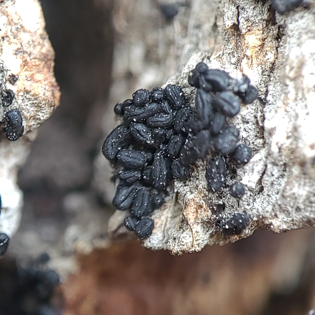 Hysterium from Eugene, OR 97405, USA on March 4, 2022 at 03:40 PM by ...