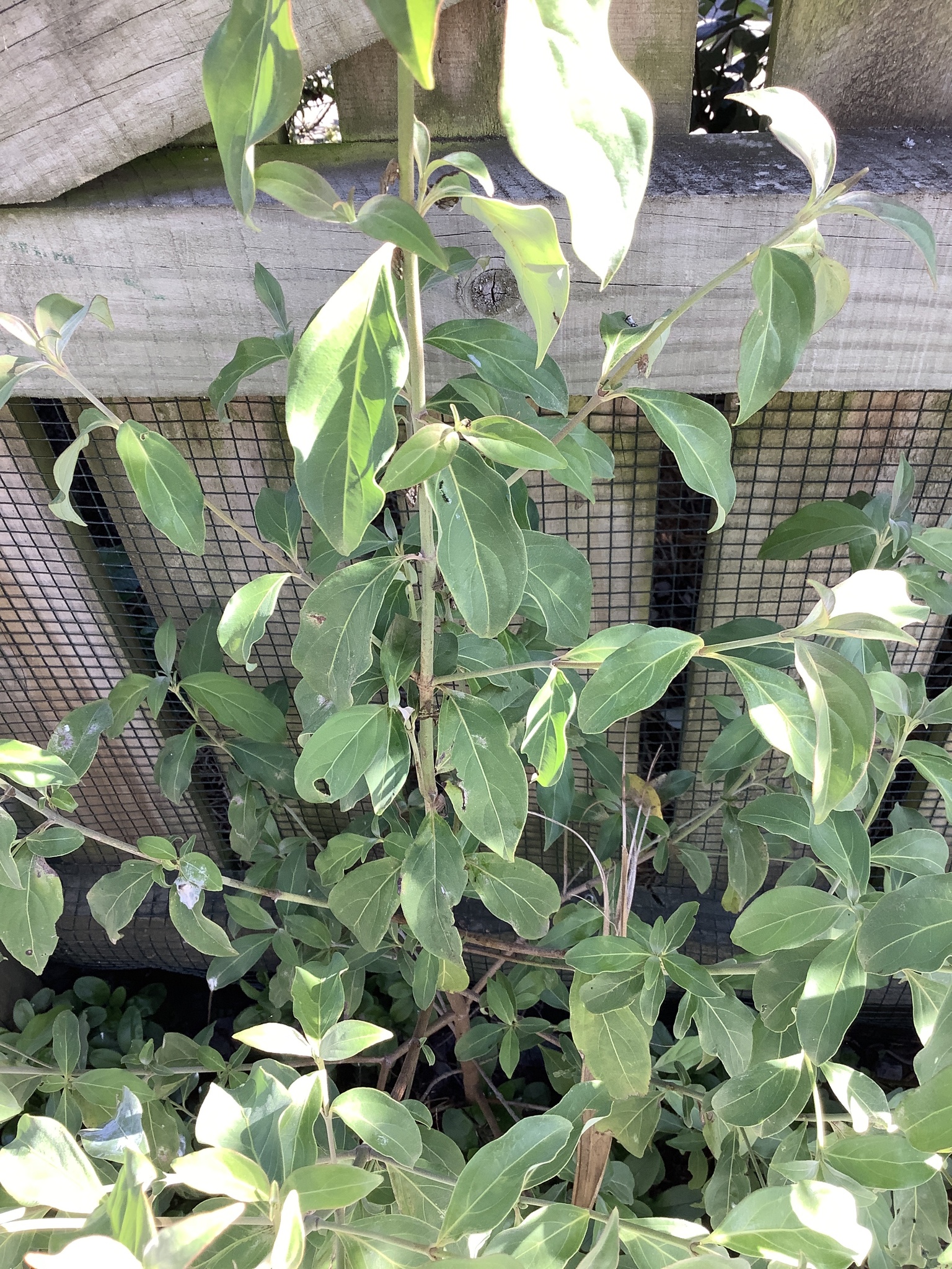 Cornus capitata Wall.