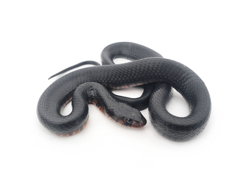 Texas Indigo Snake (Drymarchon melanurus erebennus) - Snakes and Lizards