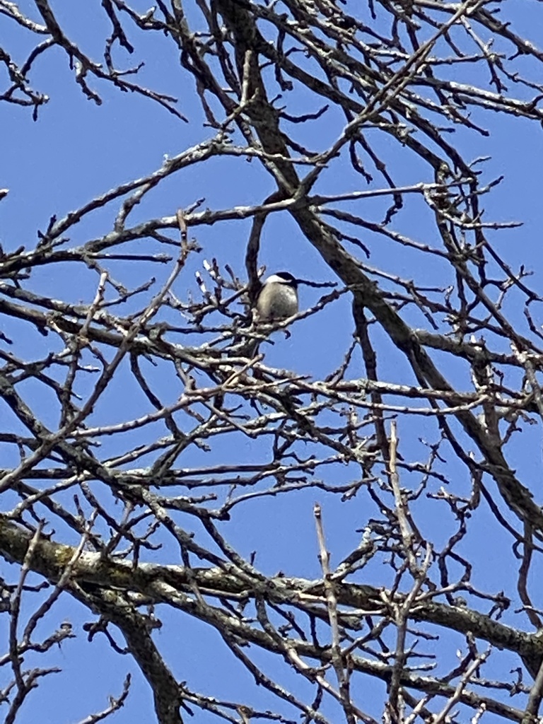 Black-capped Chickadee from Burlington, VT, USA on March 03, 2022 at 09 ...