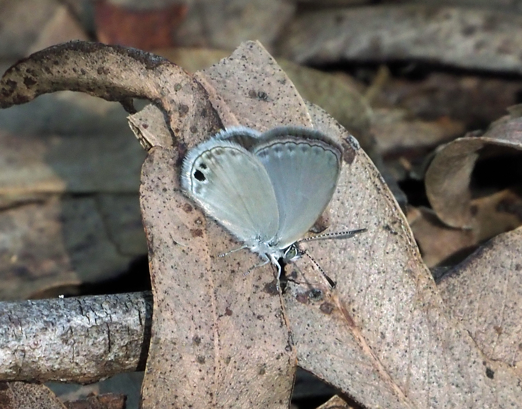 Black-spotted Grass-blue from Kobble Creek QLD 4520, Australia on March ...