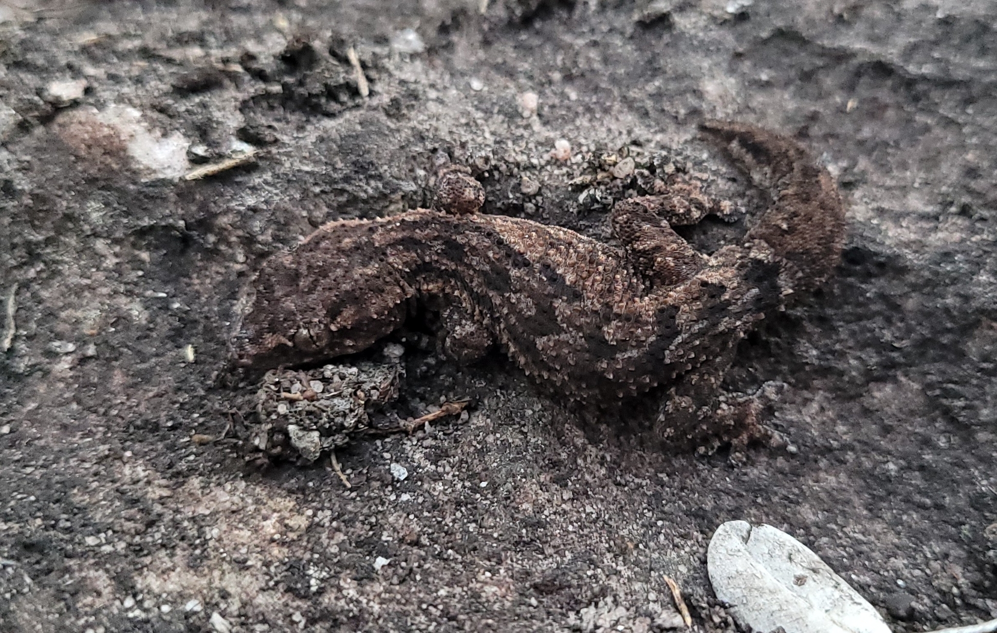 Hemidactylus brasilianus Amaral, 1935