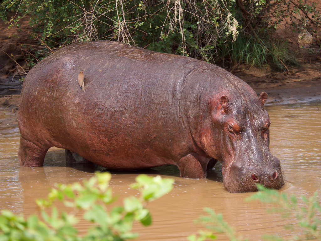 Nile Hippopotamuses (Hippopotamus) - Know Your Mammals