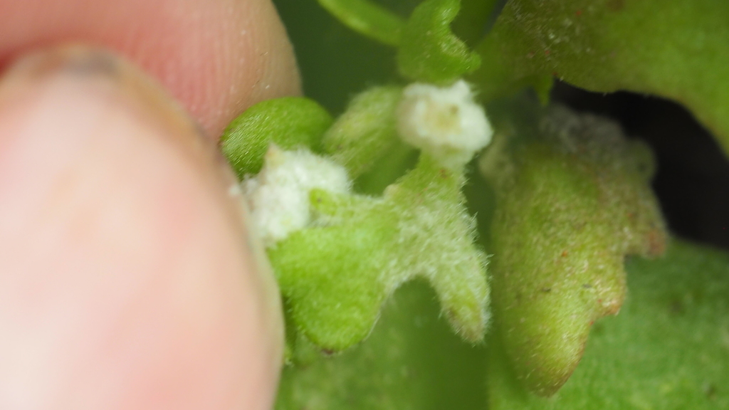 Star Goodenia from Walligan QLD 4655, Australia on March 5, 2022 at 10: ...