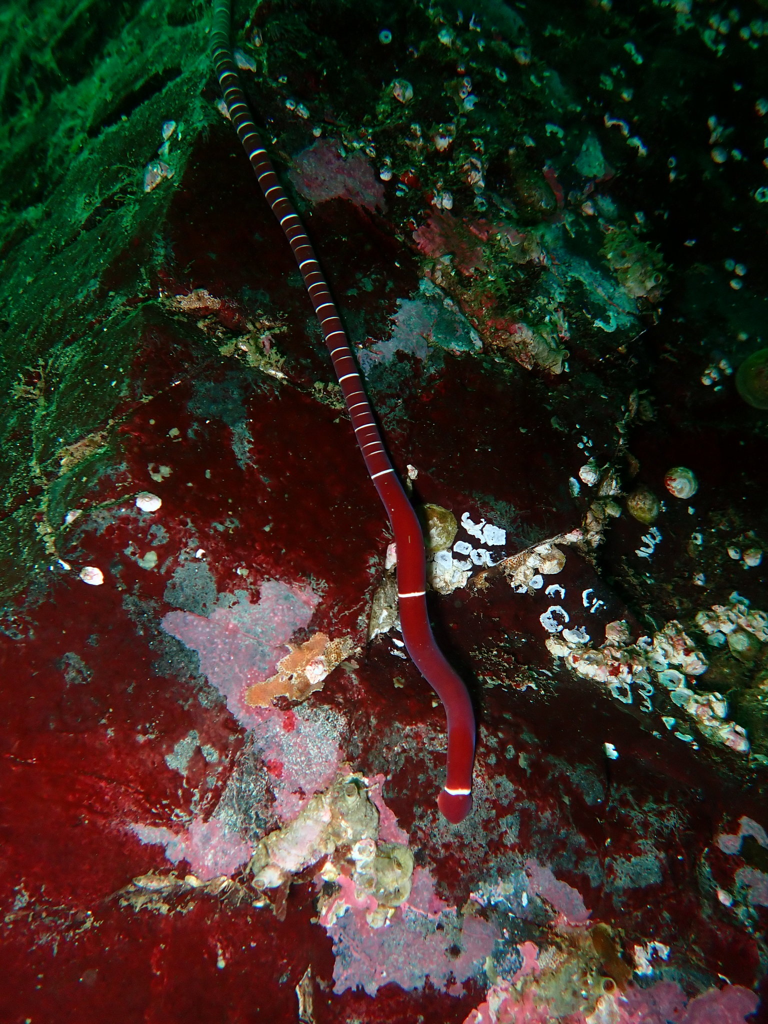 Tubulanus Renier, 1804