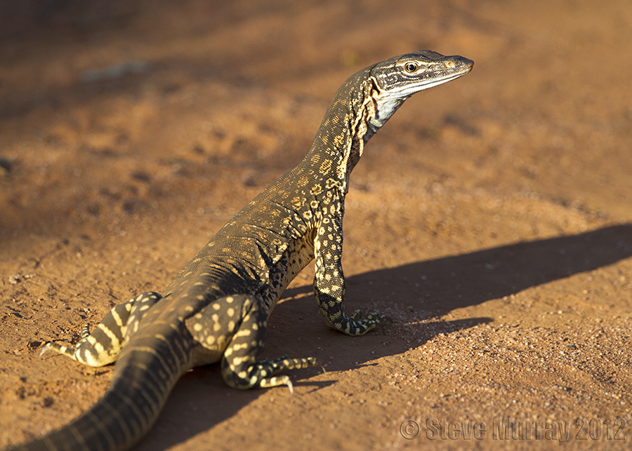 Sand Goanna from Waikerie SA 5330, Australia on October 23, 2012 at 04: ...