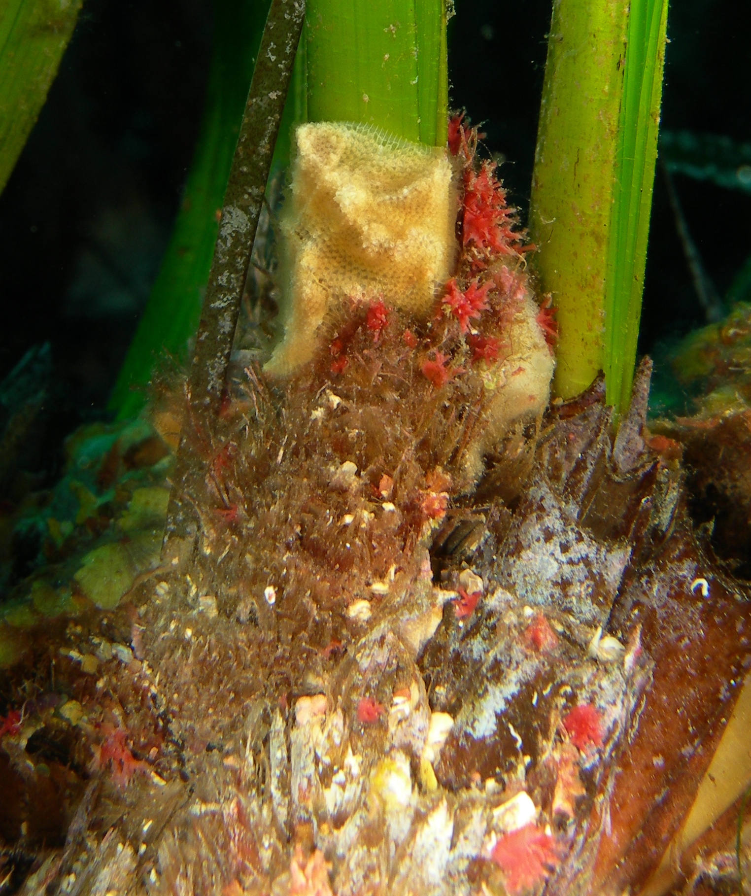 Miniacina miniacea (Pallas, 1766)