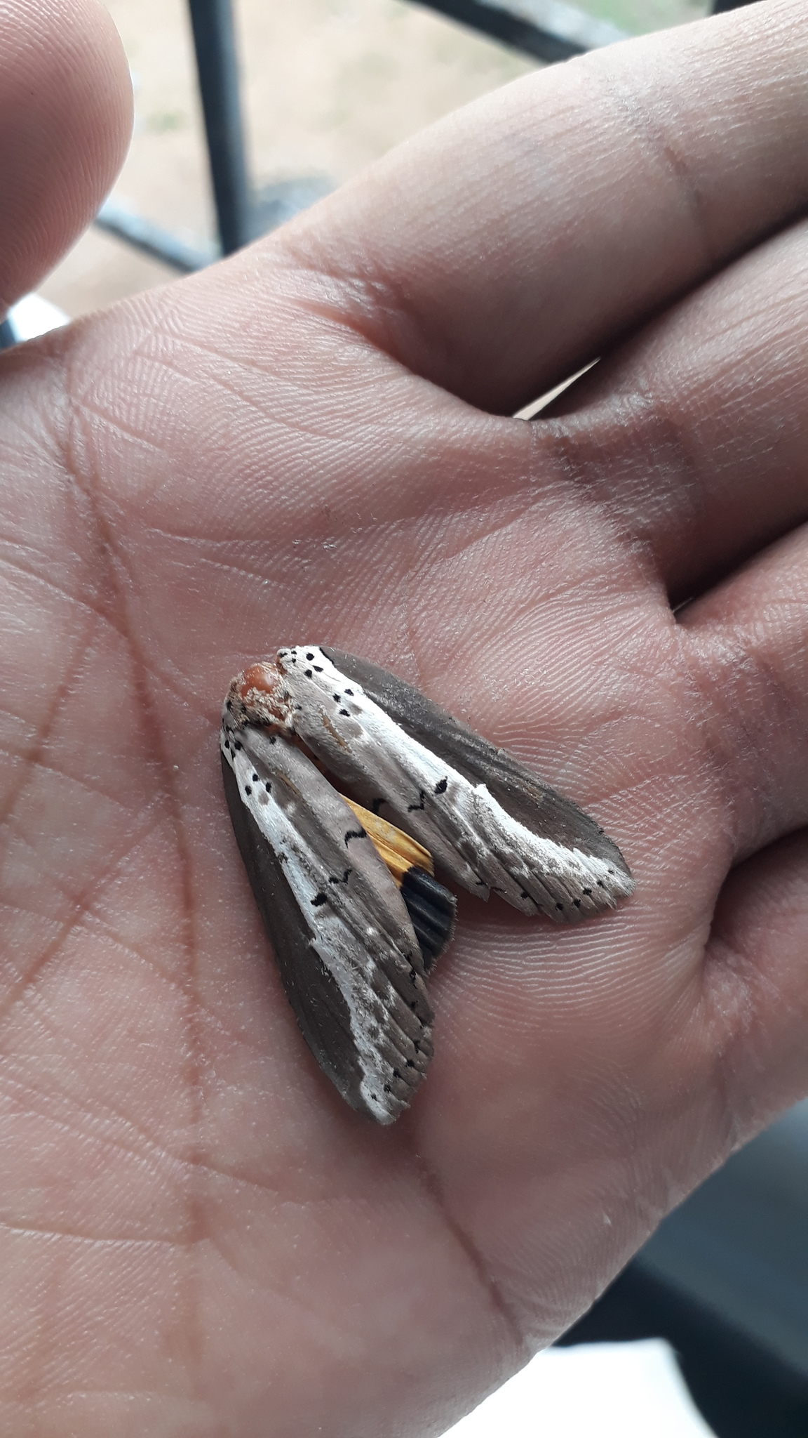 Eligma narcissus (Cramer, 1775)