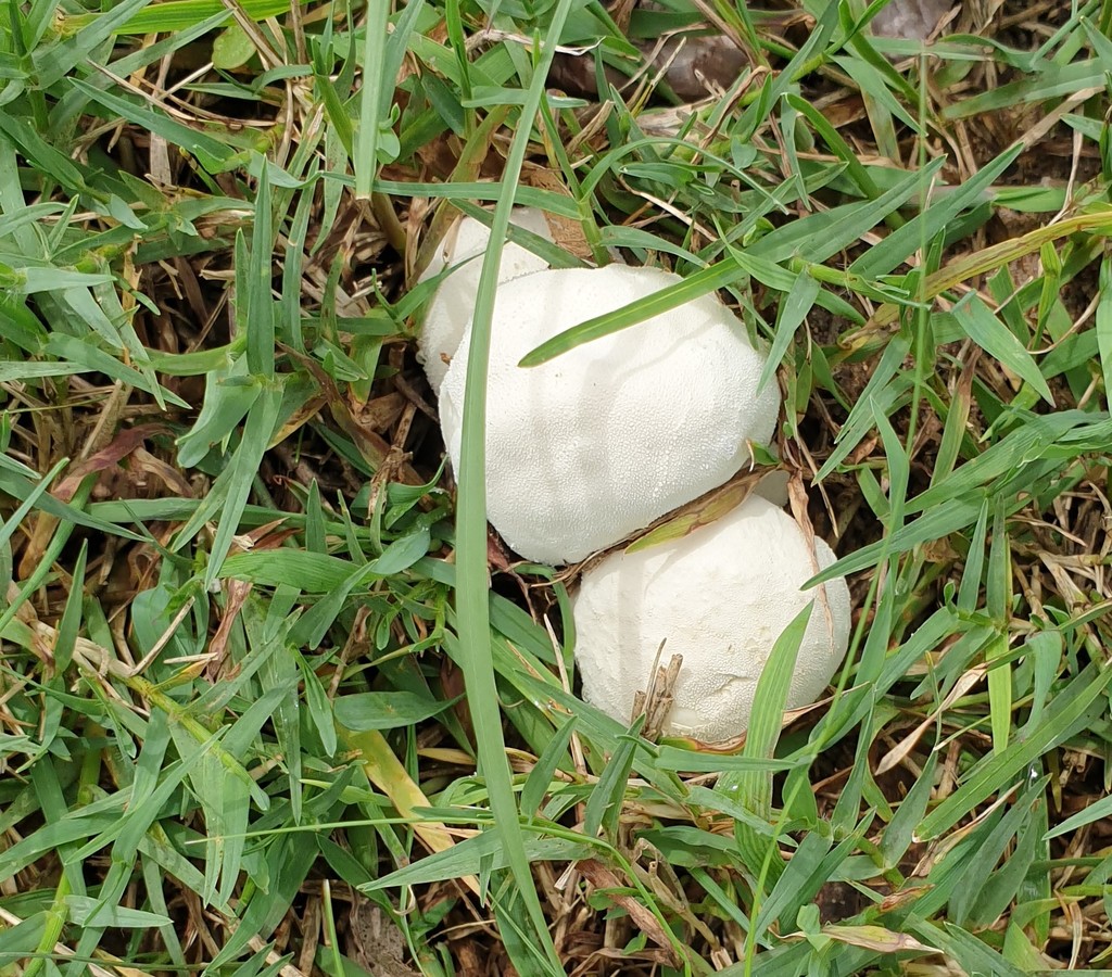 Meadow Puffball from Sydney NSW, Australia on March 05, 2022 at 11:59 ...