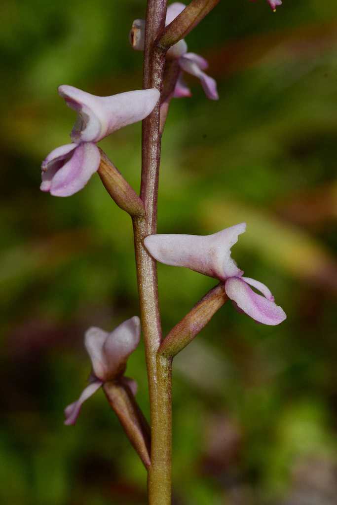 Pure Wolfsbane Disa from R102 Coldstream, Cacadu, Eastern Cape, South ...