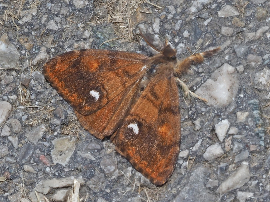 Rusty Tussock Moth from Lochhausen, München, Bayern, Deutschland on ...