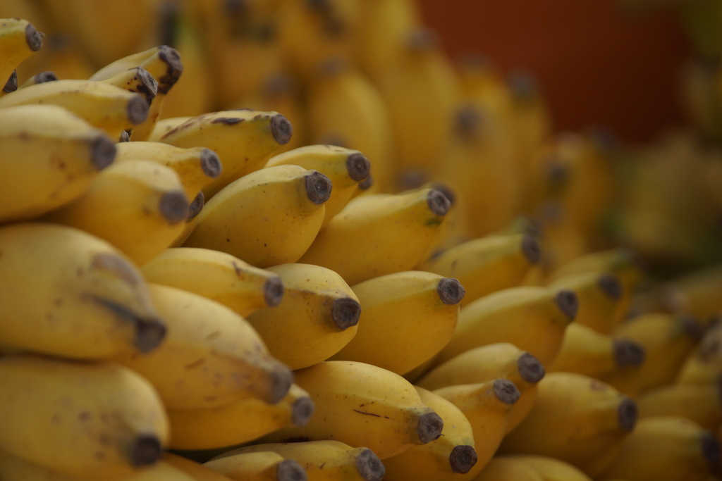 Banana Family (Musaceae) - Botanical Realm