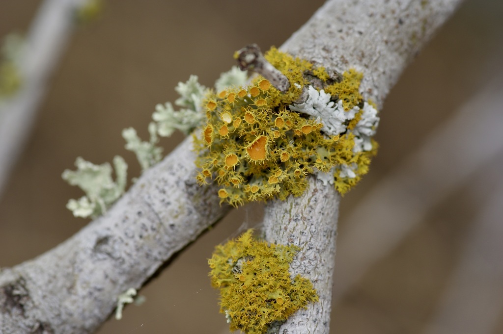 Golden-eye Lichen from San Marcos, TX, USA on March 04, 2022 at 12:59 ...