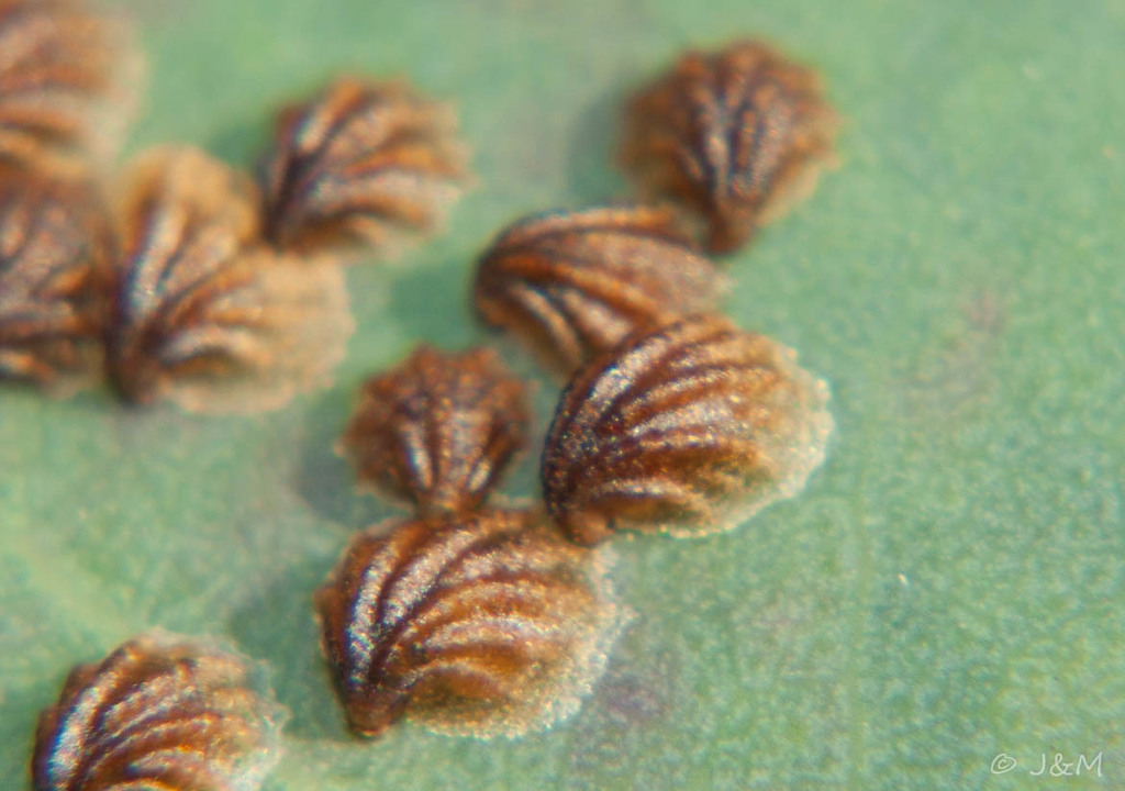 Shell Lerp Psyllids (Aphids and Lerps of southwest Australia ...