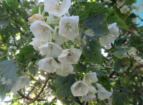 Forest Dombeya (Dombeya tiliacea) · iNaturalist