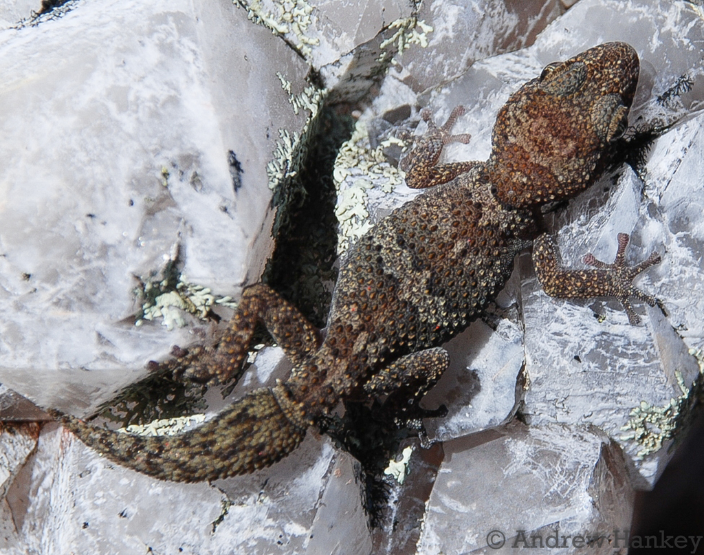 Mount Petit Ibity Leaf-toed Gecko in April 2007 by Andrew Hankey ...