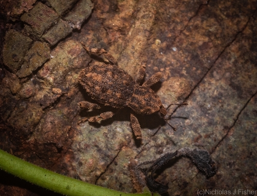 Poropterus difficilis · iNaturalist