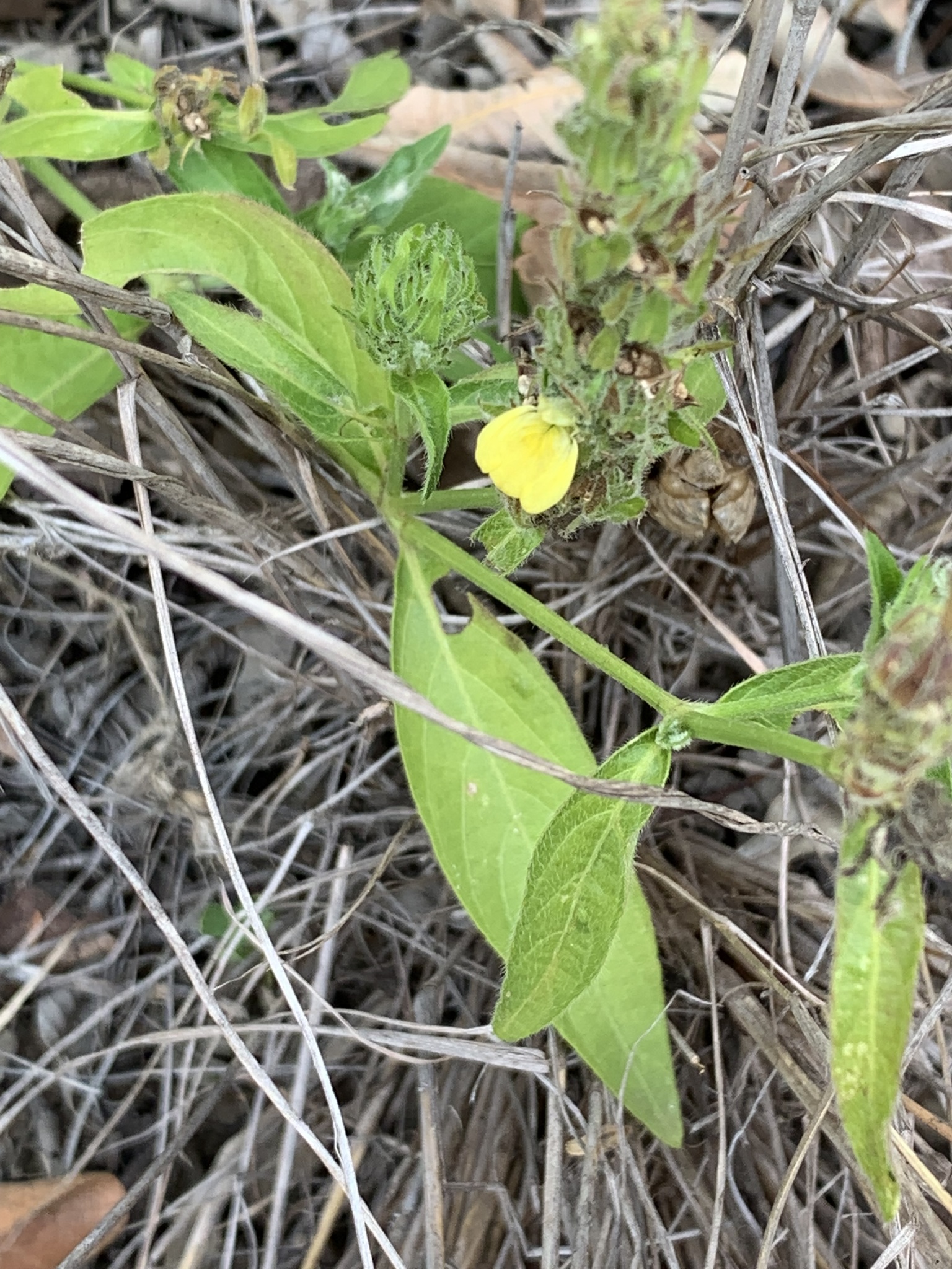 Justicia flava (Forssk.) Vahl