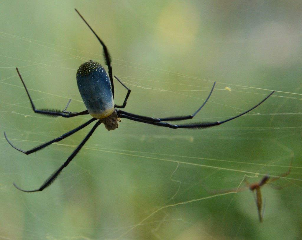 Hairy Golden Orb-weaving Spider from Pretoria Rural, Centurion, South ...