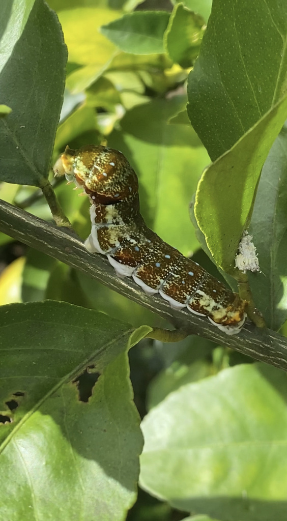 Capaneus Swallowtail from Suzen Ct, Mooloolah Valley, QLD, AU on April ...