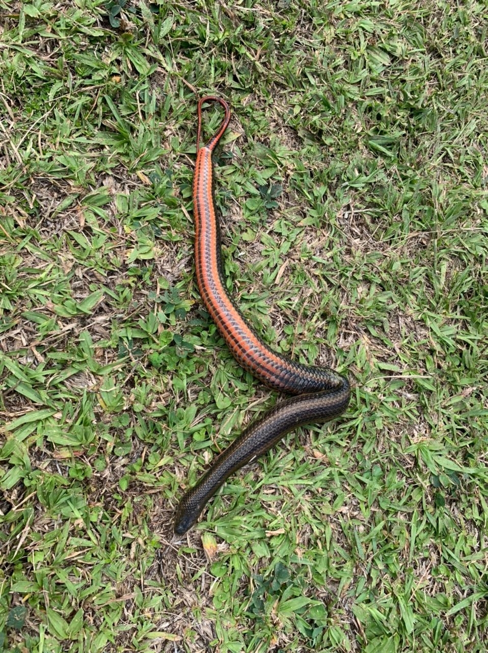 Helicops infrataeniatus Jan, 1865