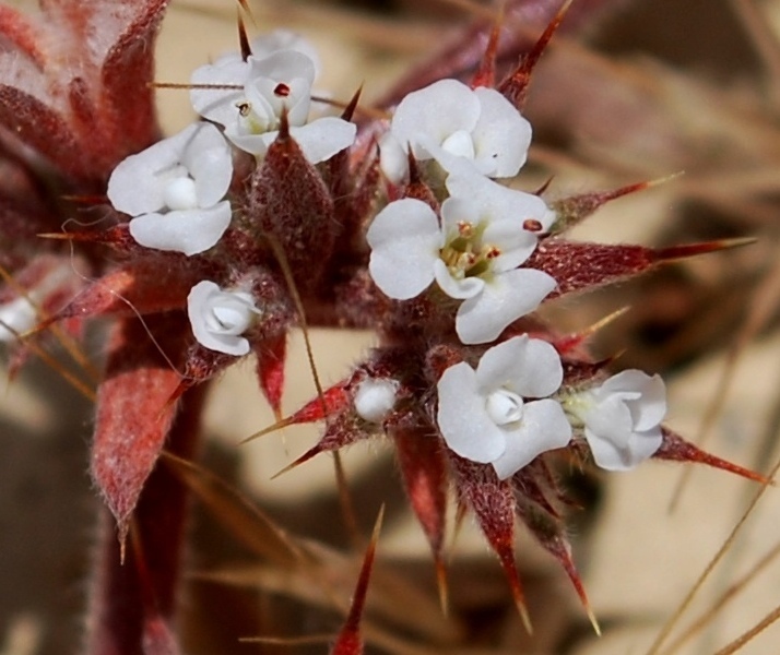 mojave spineflower (Tejon Ranch East Mohave Wildflowers) · iNaturalist