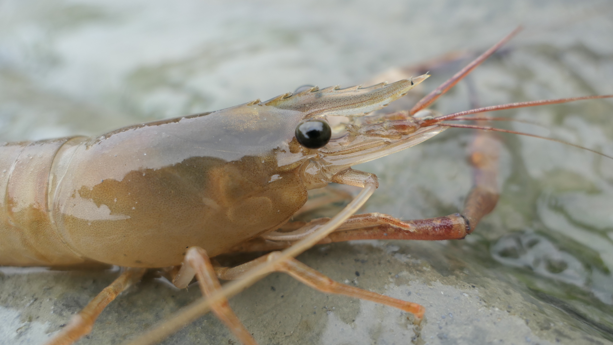 Macrobrachium lar (Fabricius, 1798)