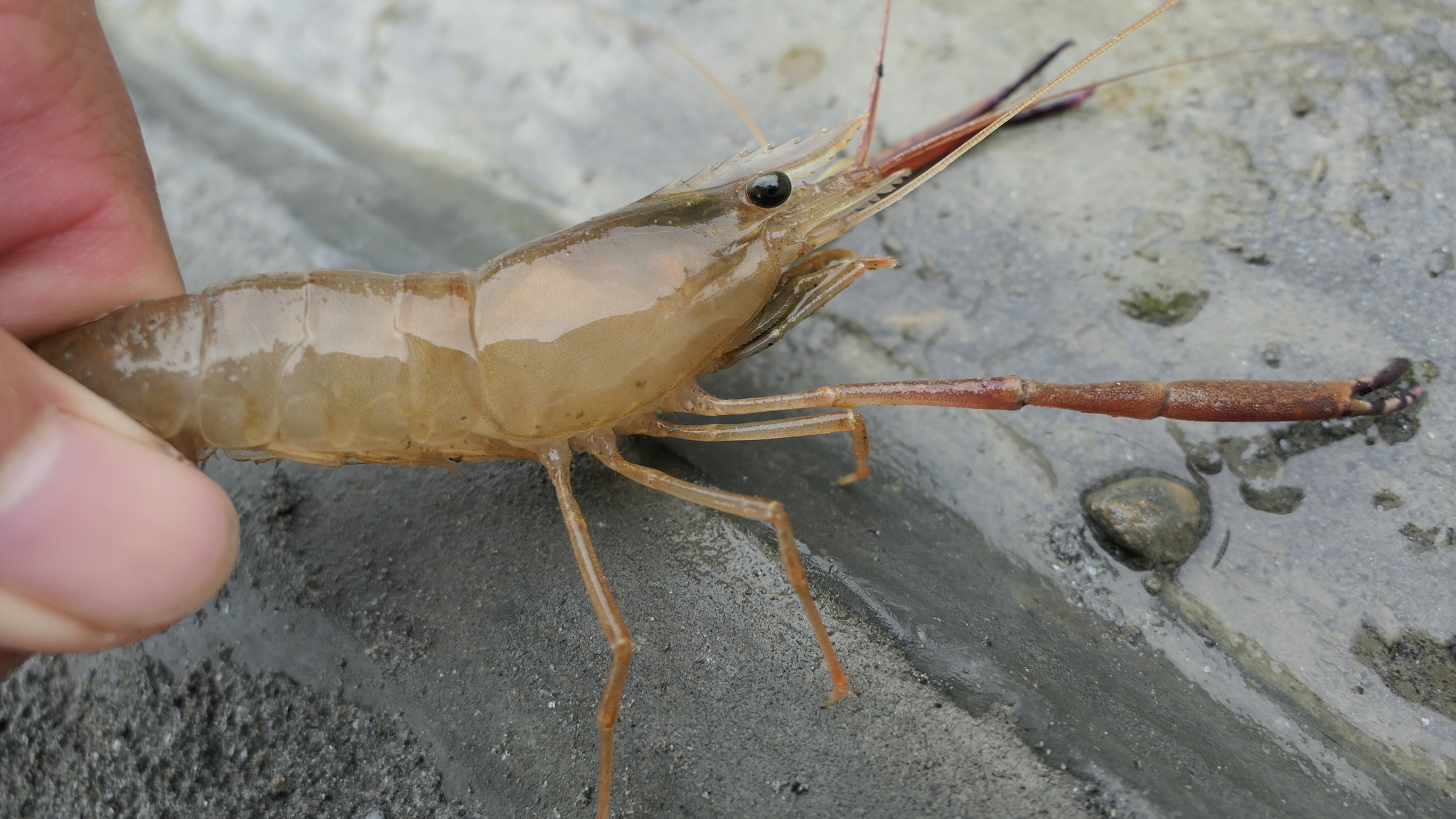 Macrobrachium lar (Fabricius, 1798)