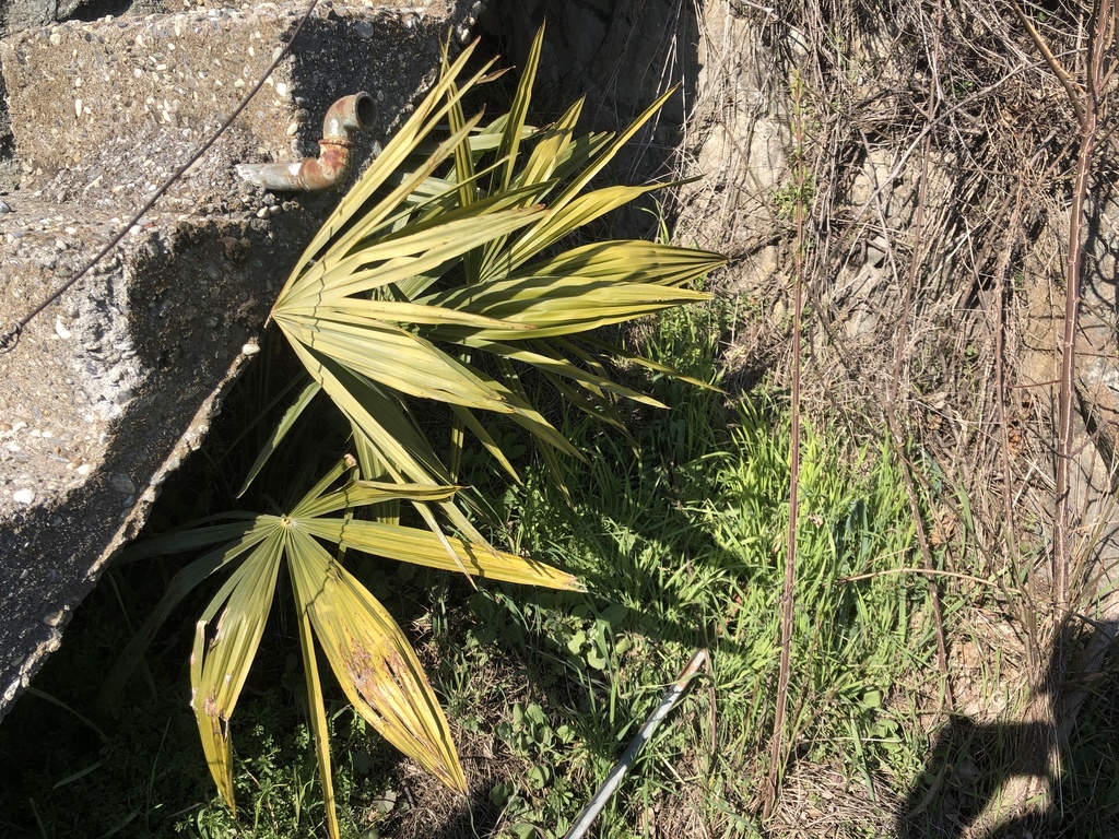 Chusan Palm from Route de Branson, Fully, Valais, CH on March 5, 2022 ...