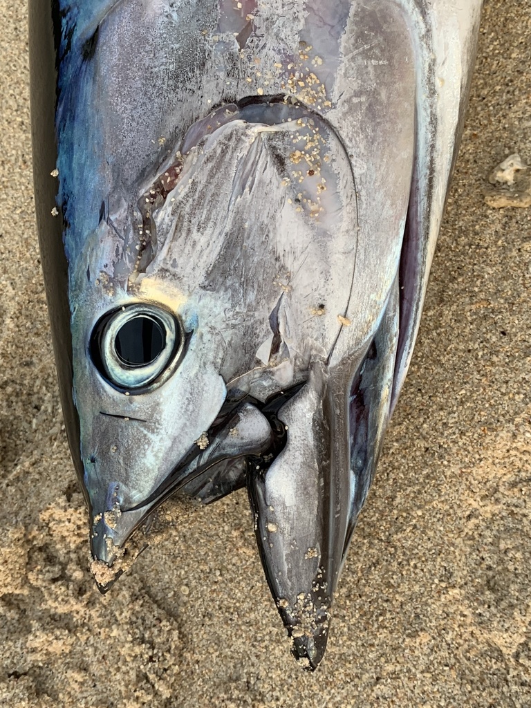 Skipjack Tuna from Le Morne, Le Morne Brabant, Black River, MU on March ...