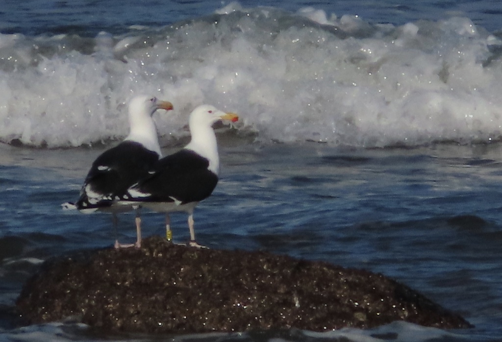 Great Black-backed Gull from Ironstone Cove, Gullane, Scotland, GB on ...