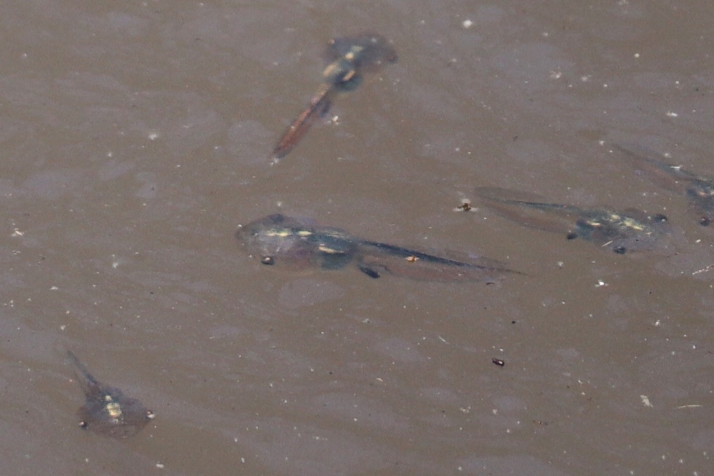 Red-Banded Rubber Frog from LP, ZA on March 5, 2022 at 12:09 PM by ...