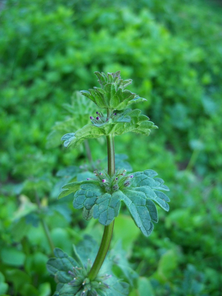 Henbit (Plants of Overton Park's Old Forest, Memphis, TN) · iNaturalist