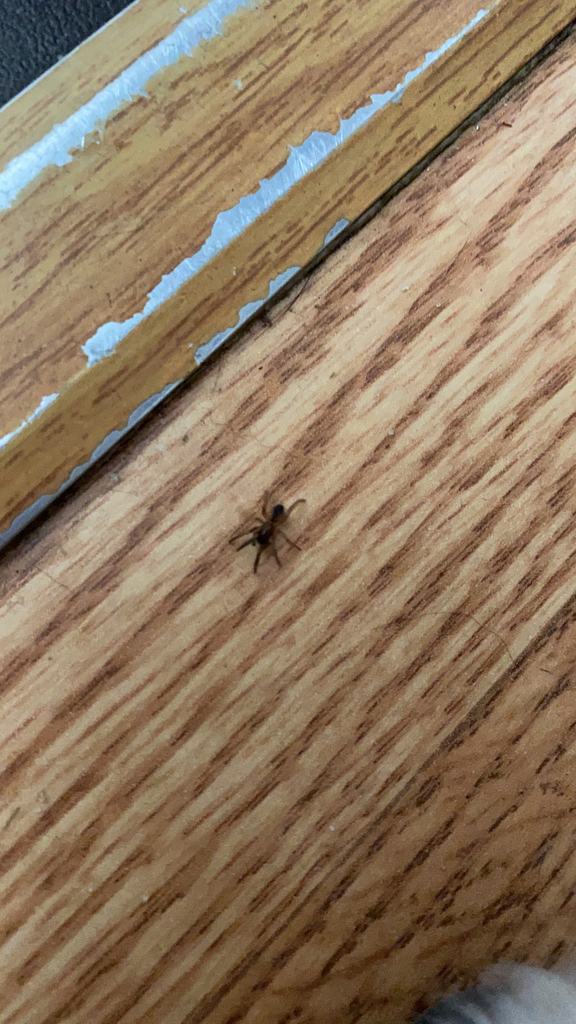 Typical Spiders from Southampton on February 28, 2022 at 11:18 AM by ...