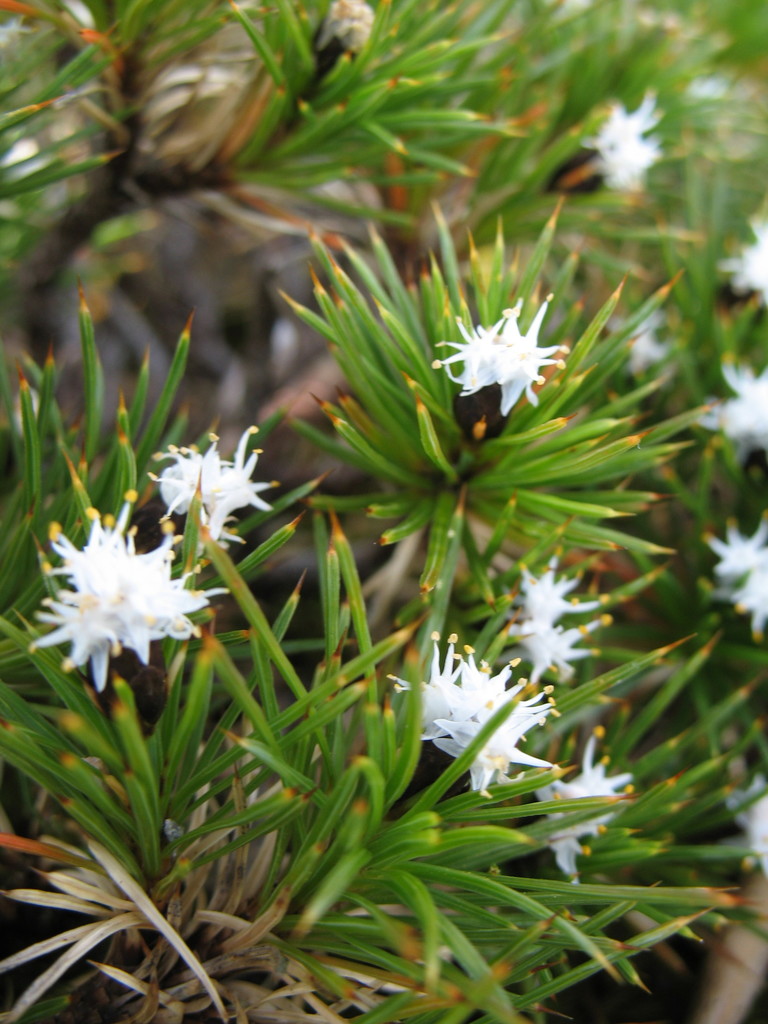 (Borya constricta) - Botanical Realm