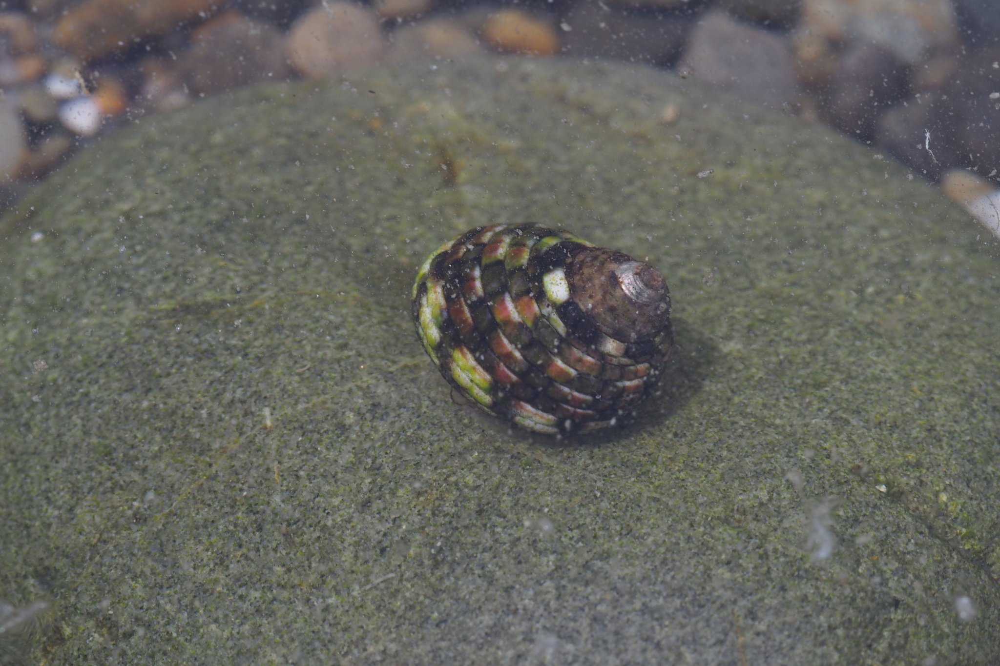 Monodonta confusa Tapparone Canefri, 1874