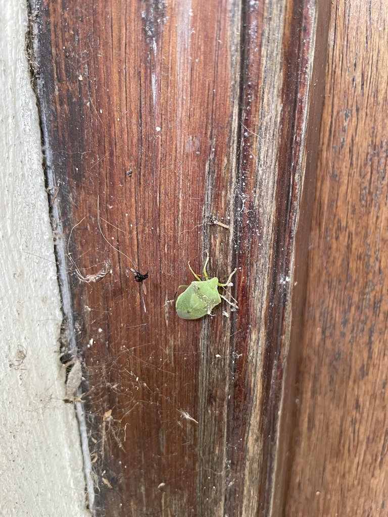 Southern Green Stink Bug from Calle 61, La Plata, Buenos Aires, AR on ...